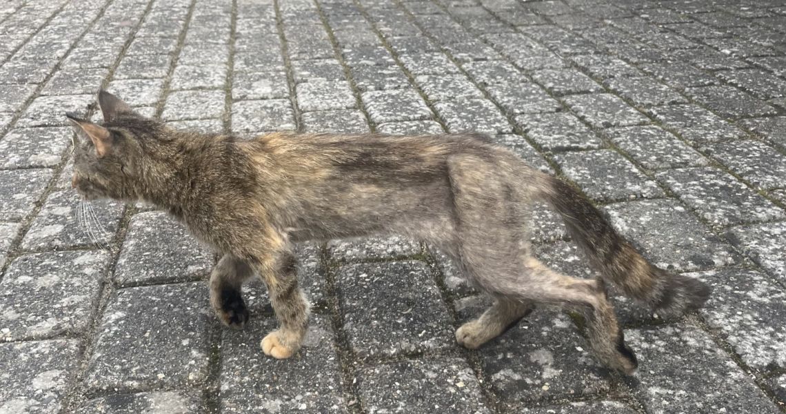 Udmagret kat reddet af feriegæster | Dyrenes Beskyttelse